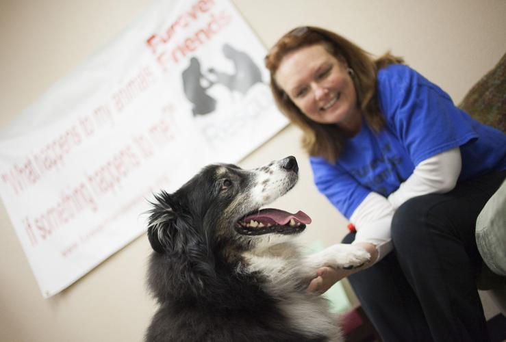 Furever Friends Rescue aids Valley animals | Chandler ...