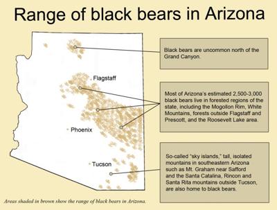 Fatal attack in White Mountains a reminder of black bear danger ...