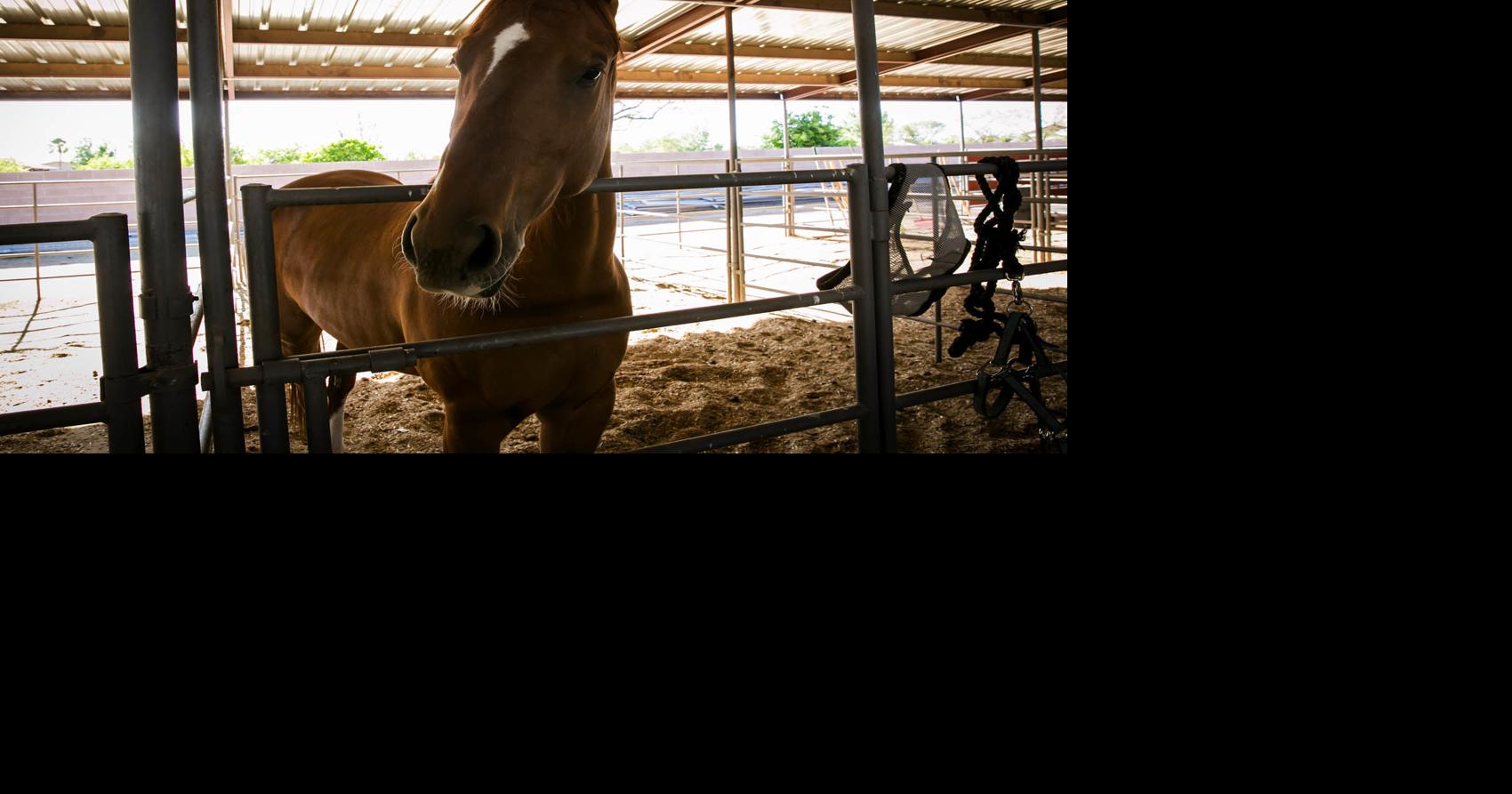 Recovering addicts find new outlook at Volken ranch | Gilbert ...