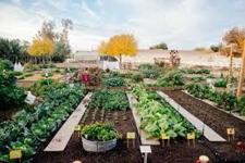Hands-on farm learning grows in Agritopia near Mesa ...