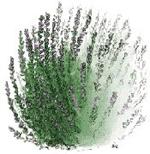 Plant of the week: Texas ranger (desert-adapted plant) | Get Out ...