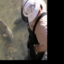 Photos: SRP Fish Herding | Photos & Video | eastvalleytribune.com