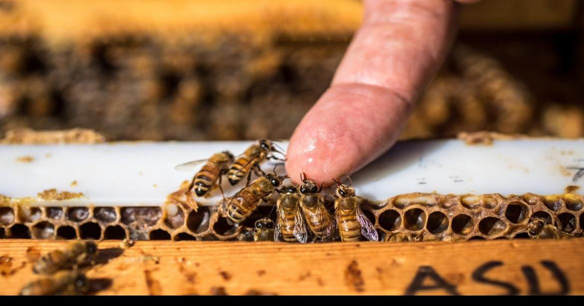 ASU honey bee lab works to save the vital insects | News ...