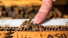ASU honey bee lab works to save the vital insects | News ...