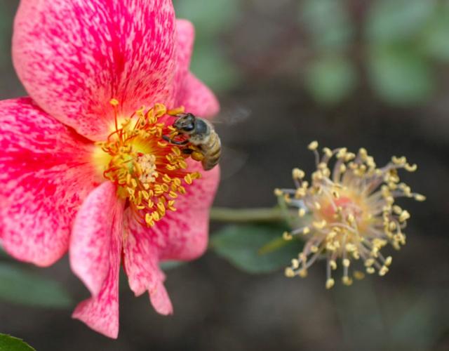 Mesa Community College rose garden continues to bloom | Mesa ...
