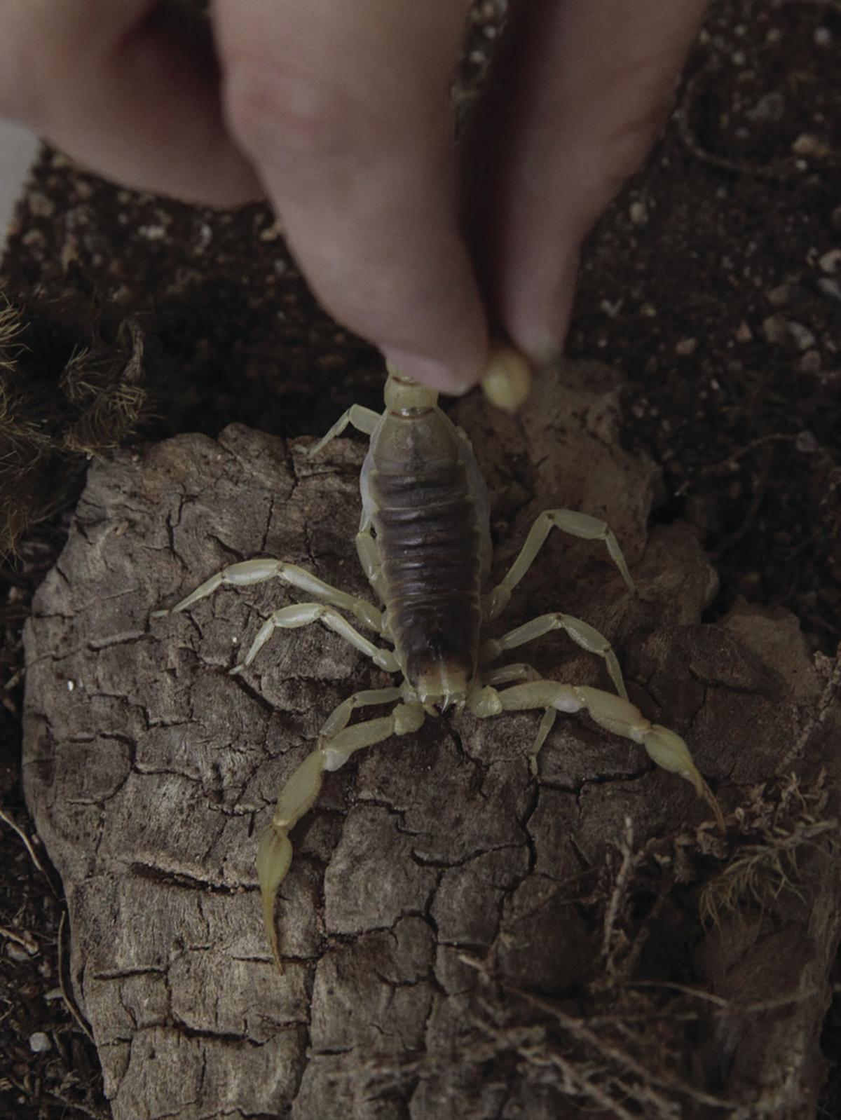 How I survived a scorpion sting | Arizona | eastvalleytribune.com