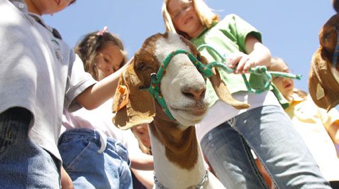 Gilbert school gives the gift of goats | East Valley Local News ...
