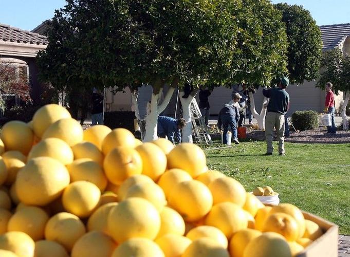 Photos: Picking citrus for a cause | Photos & Video | eastvalleytribune.com