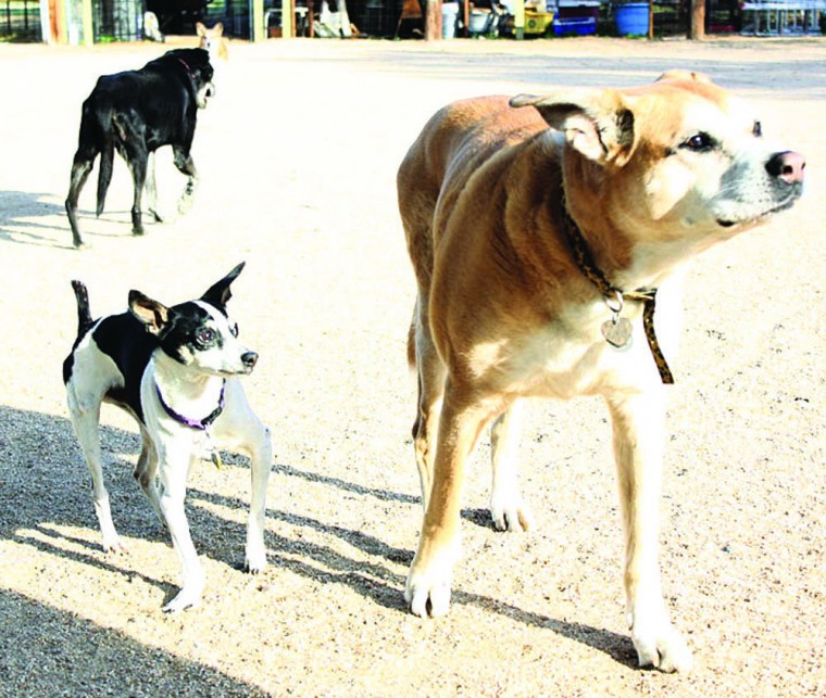 Disabled dogs find loving home at Mingus Manor | Ahwatukee Foothills ...