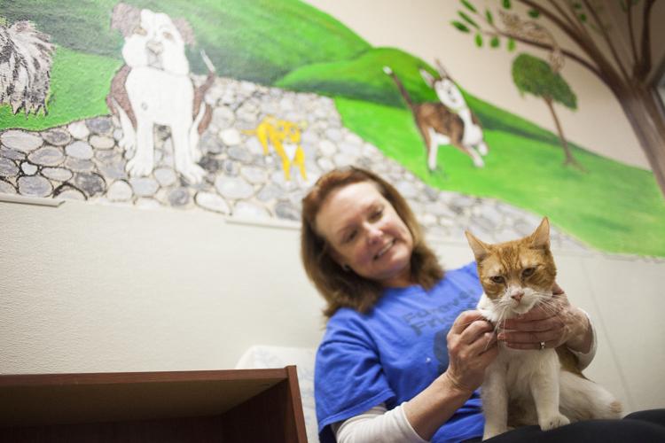 Furever Friends Rescue aids Valley animals | Chandler ...