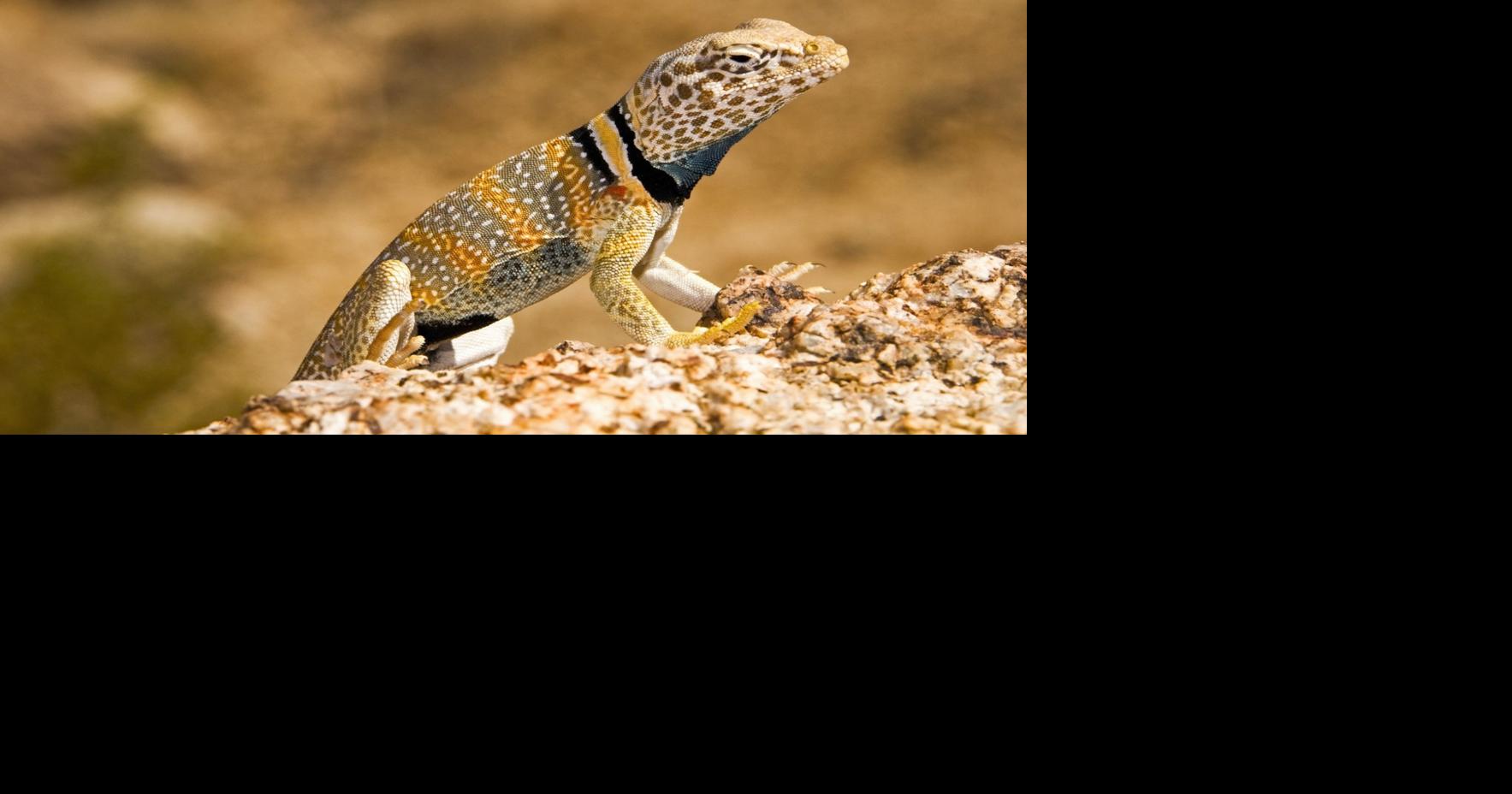 Lizard and scorpion walks | Outdoors | eastvalleytribune.com