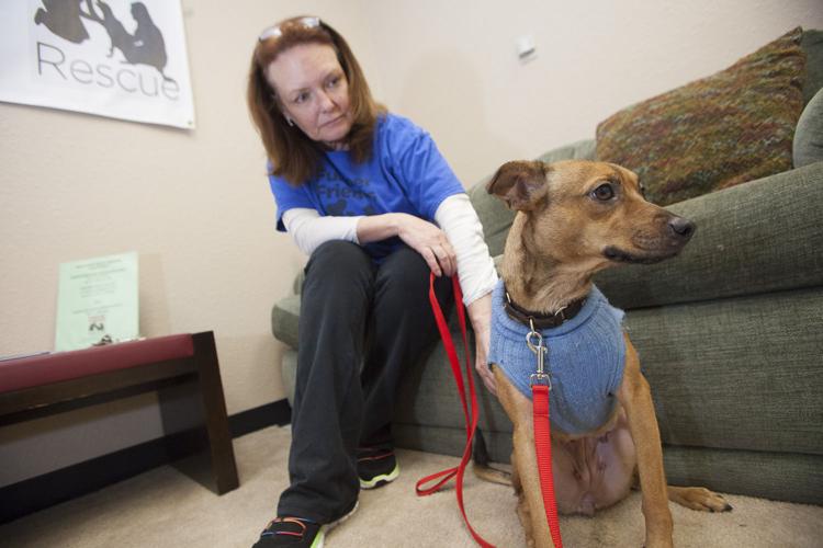 Furever Friends Rescue aids Valley animals | Chandler ...