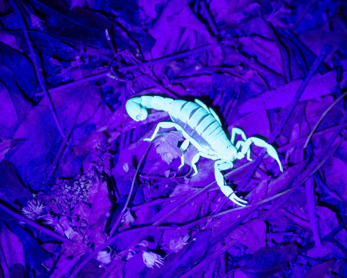 Lizard and scorpion walks | Outdoors | eastvalleytribune.com