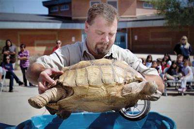 Stumpy the tortoise reunited with Arizona's 'Wildman' Phil | Arizona ...