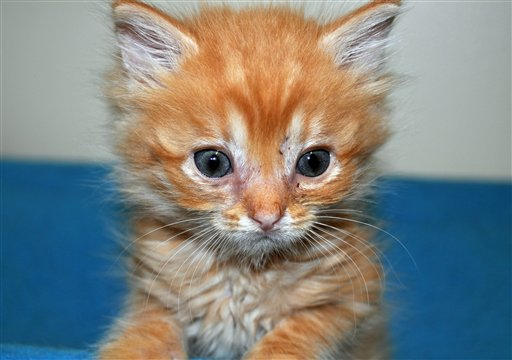 As pets, runts can be the star of the litter | Pets | eastvalleytribune.com