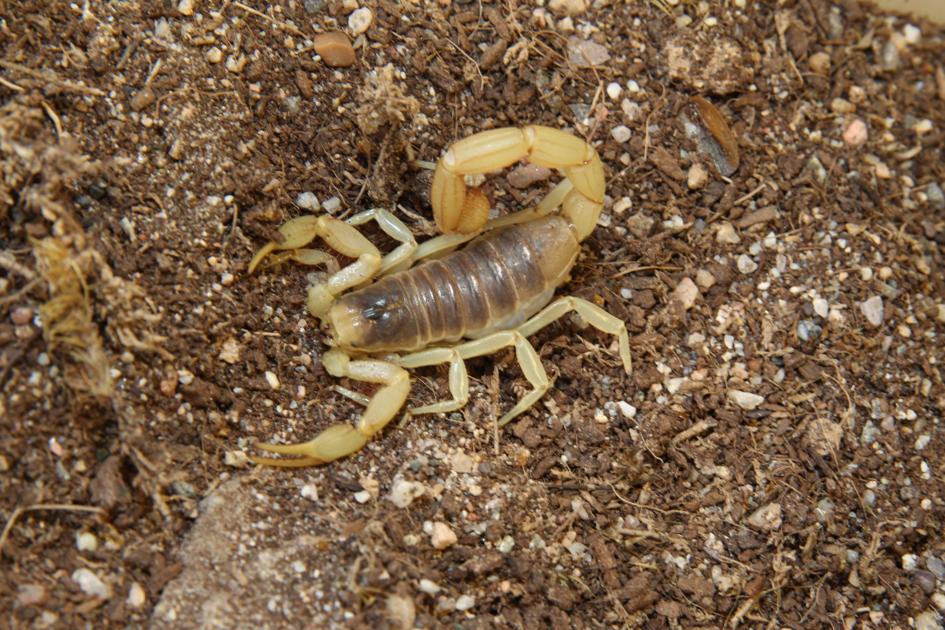 Desert is home to scary creatures looking for cool spaces | Arizona ...