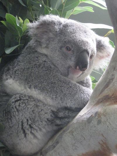 Visit Phoenix Zoo's new koala exhibit | Get Out | eastvalleytribune.com