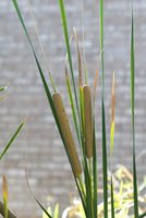 Plant of the week: Dwarf cattails (flowering plant) | At Home ...