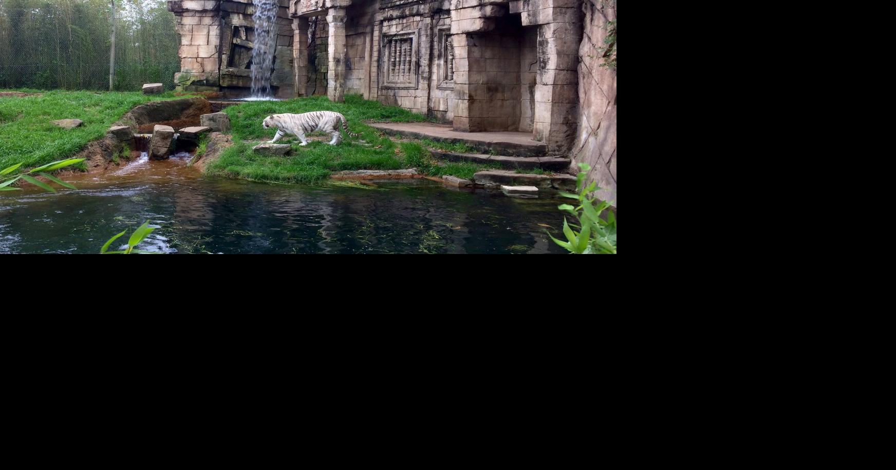 Memphis Zoo: Giant pandas, bonobos, Bengal tigers and more to see ...