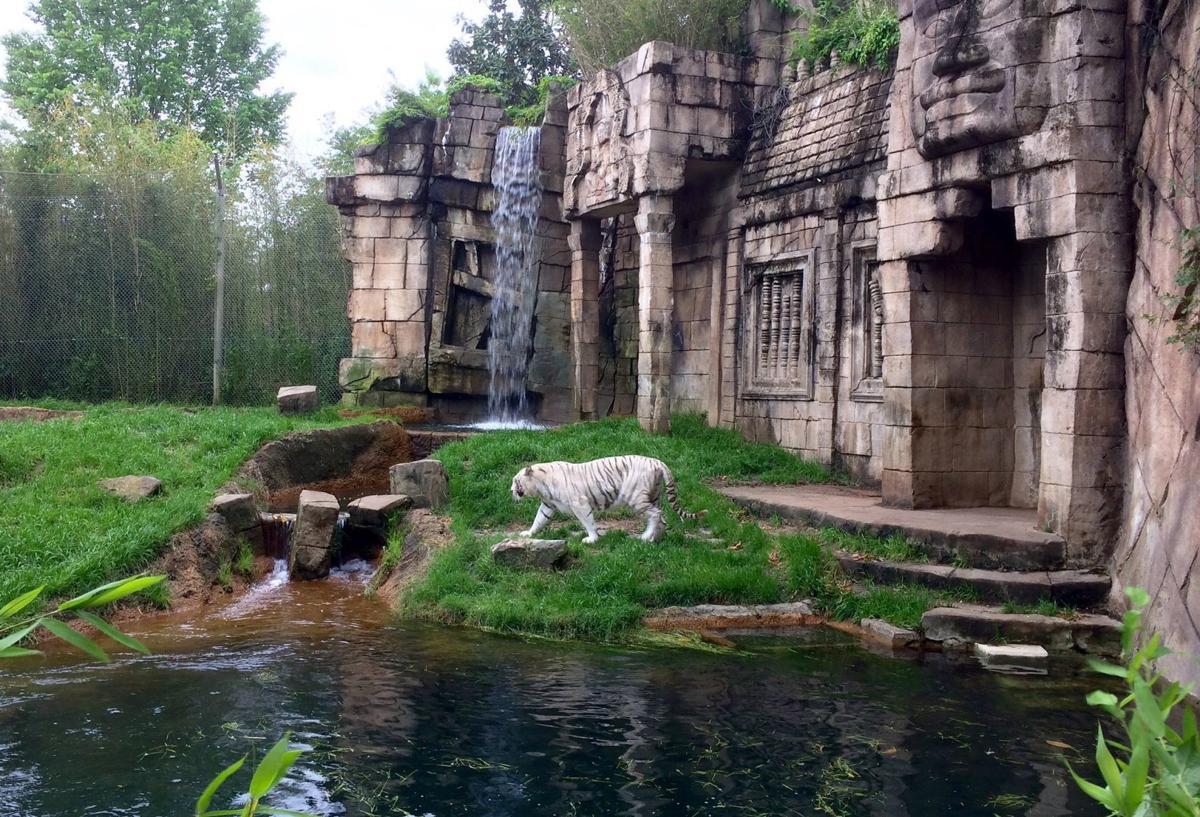Memphis Zoo: Giant pandas, bonobos, Bengal tigers and more to see ...