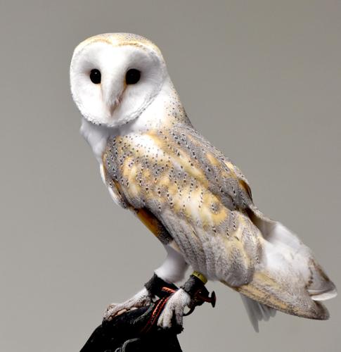 Owls make special visit to Ballard Nature Center | Local News ...