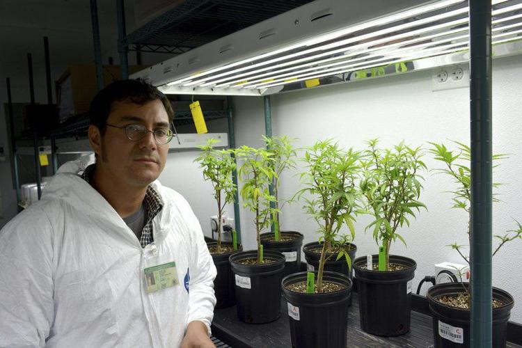 Medical marijuana cultivation facility in Edgewood nearly finished ...