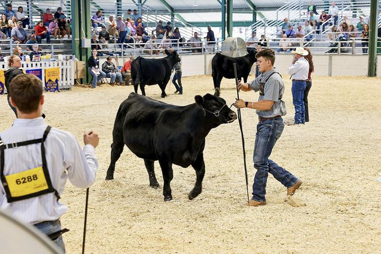 Getting ready: Scenes from inside State Fair livestock barns | Local ...