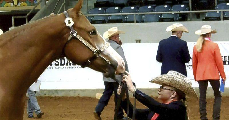 Bushue family has a Passion for Horses | Local News ...