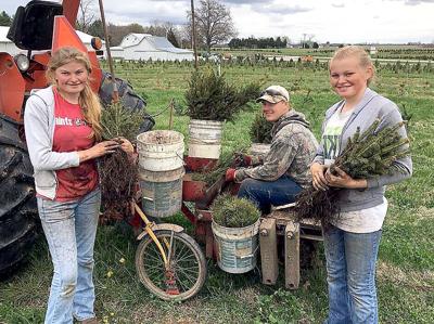 Christmas tree farm expects busy season after record year | News ...
