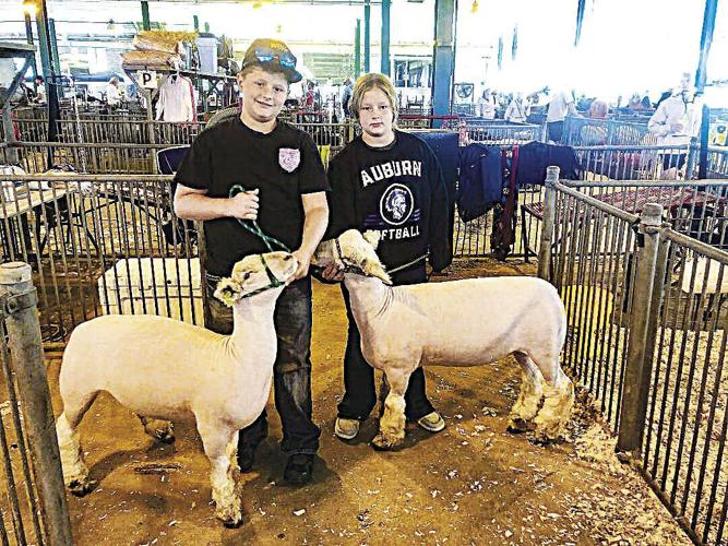 Getting ready: Scenes from inside State Fair livestock barns | Local ...