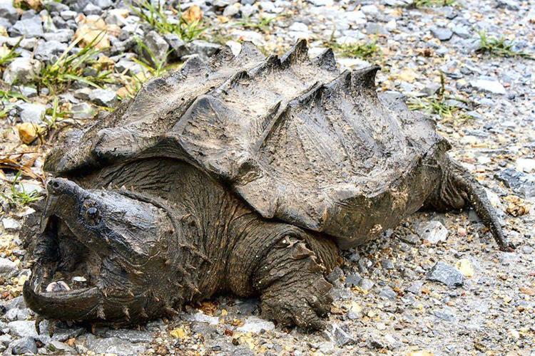 Researchers spot reclusive alligator snapping turtle | News ...