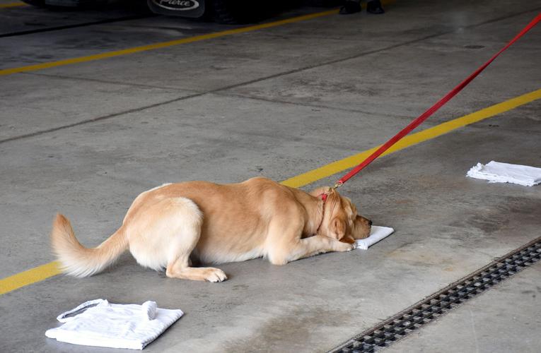 Illinois State Marshal’s Office introduces new dog to help in ...