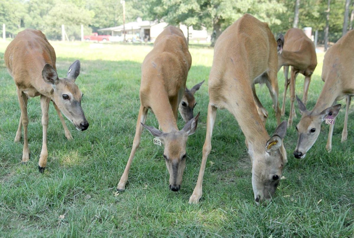 Deer farm both hobby and business for one family | 2018 Farm Fair ...