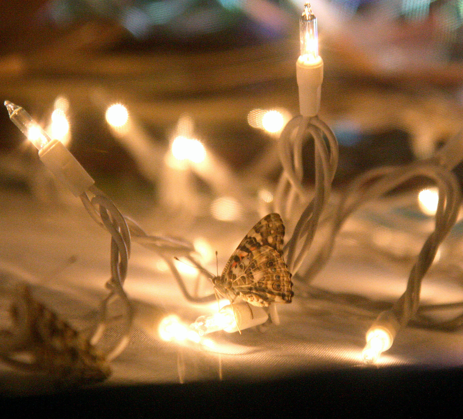 Butterfly Ball to raise money for HSHS Hospice Southern Illinois ...