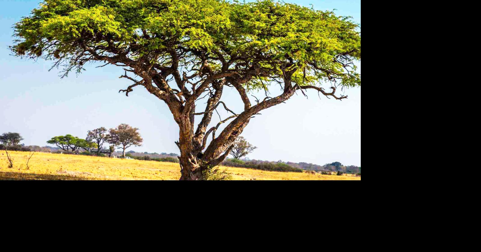 Acacia wood, major religions and Freemasonry | History ...