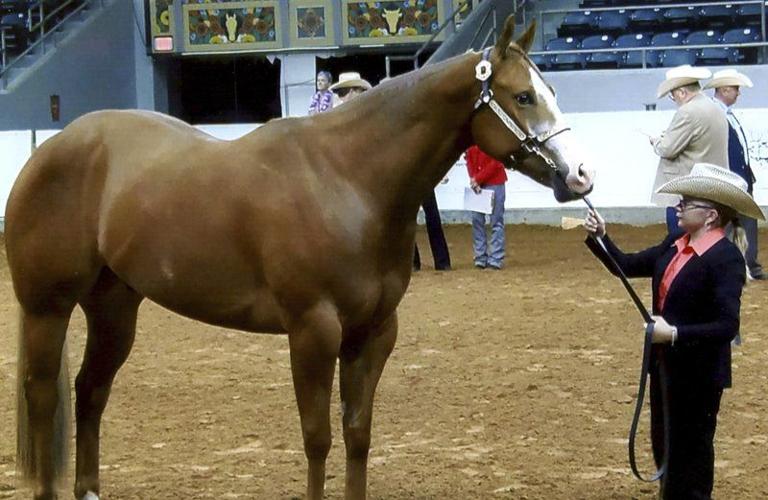 Bushue family has a Passion for Horses | Local News ...