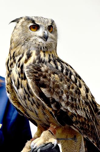 Owls make special visit to Ballard Nature Center | Local News ...