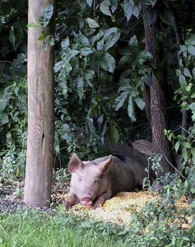 Wilbur the Pig: Stray pig takes up residence at Green Creek farm | Farm ...
