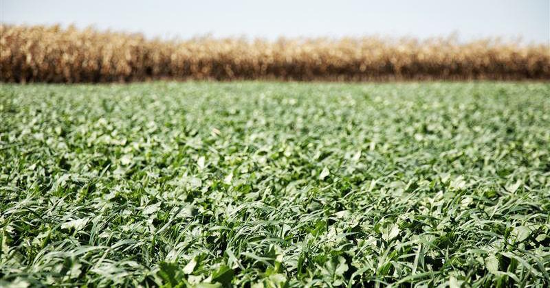 IDOA relaunches cover crop discount program | News | effinghamdailynews.com
