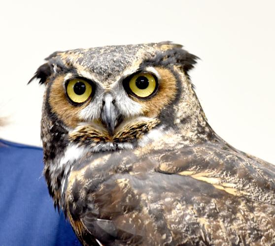 Owls make special visit to Ballard Nature Center | Local News ...