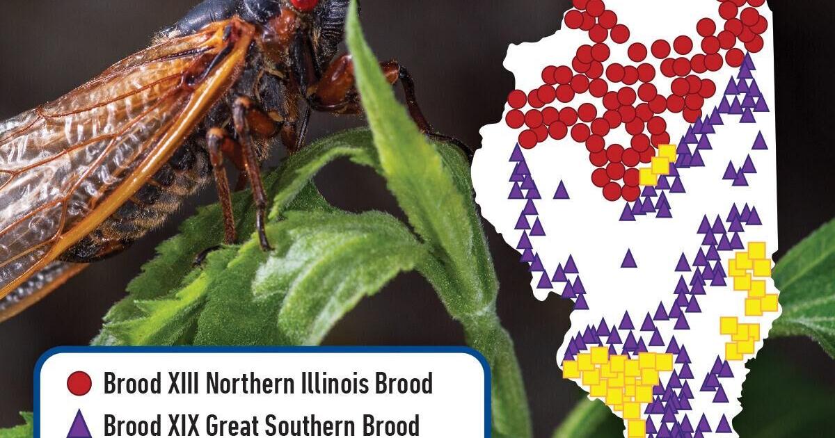 Rare cicada emergence expected this spring | Local News ...