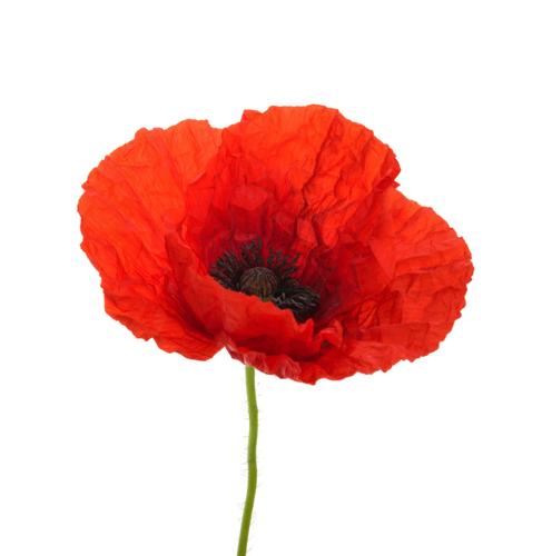 The Story of The Memorial Poppy | Local News | effinghamdailynews.com