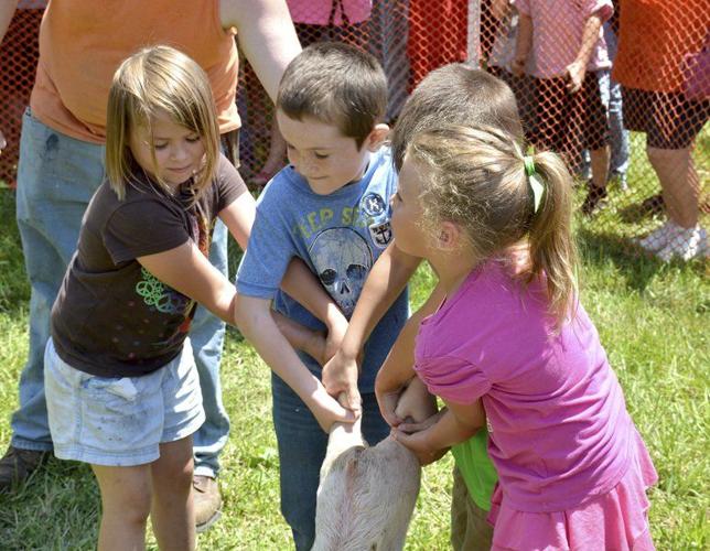 Catching a greased pig is as hard as it sounds | Local News ...