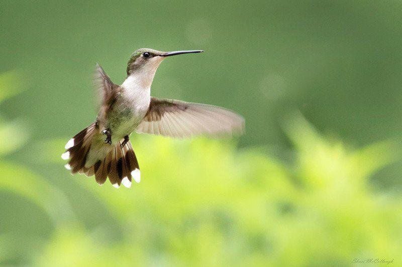 Environmentalists worry ruling could harm birds | Local News ...