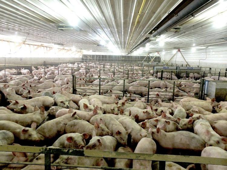 Plans for Cumberland County hog farm canceled | Local News ...