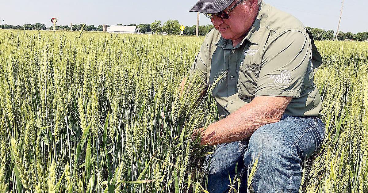 Seed reps foresee another big year for wheat | News ...
