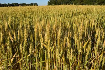 Local wheat fields among tours hosted by Illinois Wheat Association ...