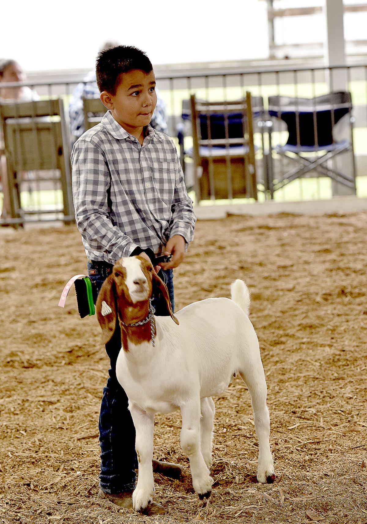 Goats take center stage as fair kicks off with 4-H judging | Local News ...