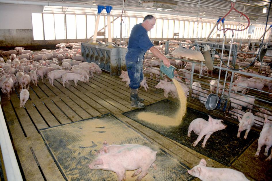 Hog farming on the rise in Illinois | 2016 Farm Fair ...