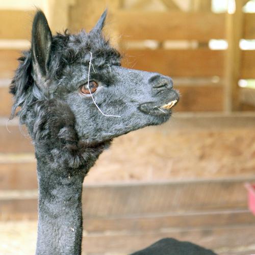 Toledo farm home to alpacas | 2018 Farm Fair | effinghamdailynews.com